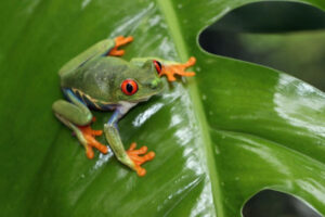 10 Exciting Frogs in Costa Rica. Where and when to see them