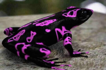 10 Exciting Frogs in Costa Rica. Where and when to see them