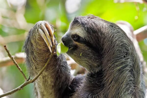 How Many Sloths Exist? Are They at Risk of Extinction?