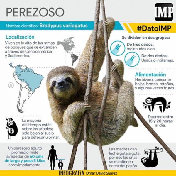 Sloth Watching Guide: How to spot sloths in the rain forest?