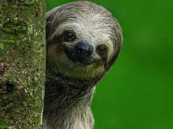 Sloth Watching Guide: How to spot sloths in the rain forest?