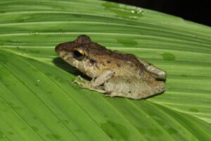 10 Exciting Frogs in Costa Rica. Where and when to see them
